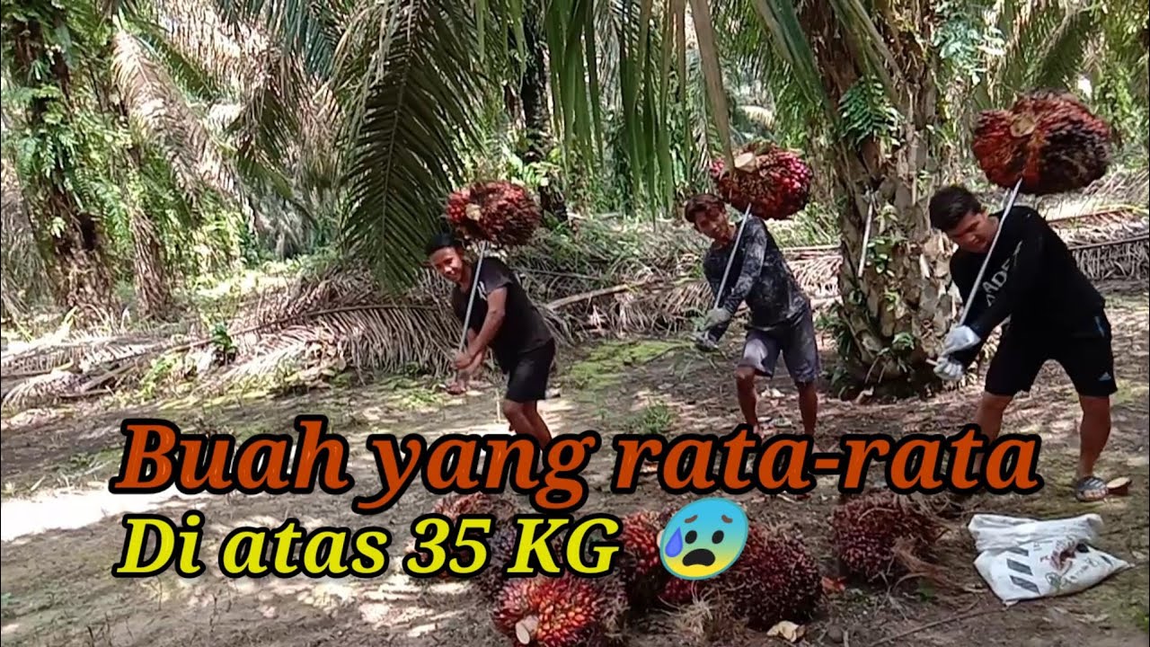 Buah yang di atas rata-rata 35 Kg😰 - YouTube