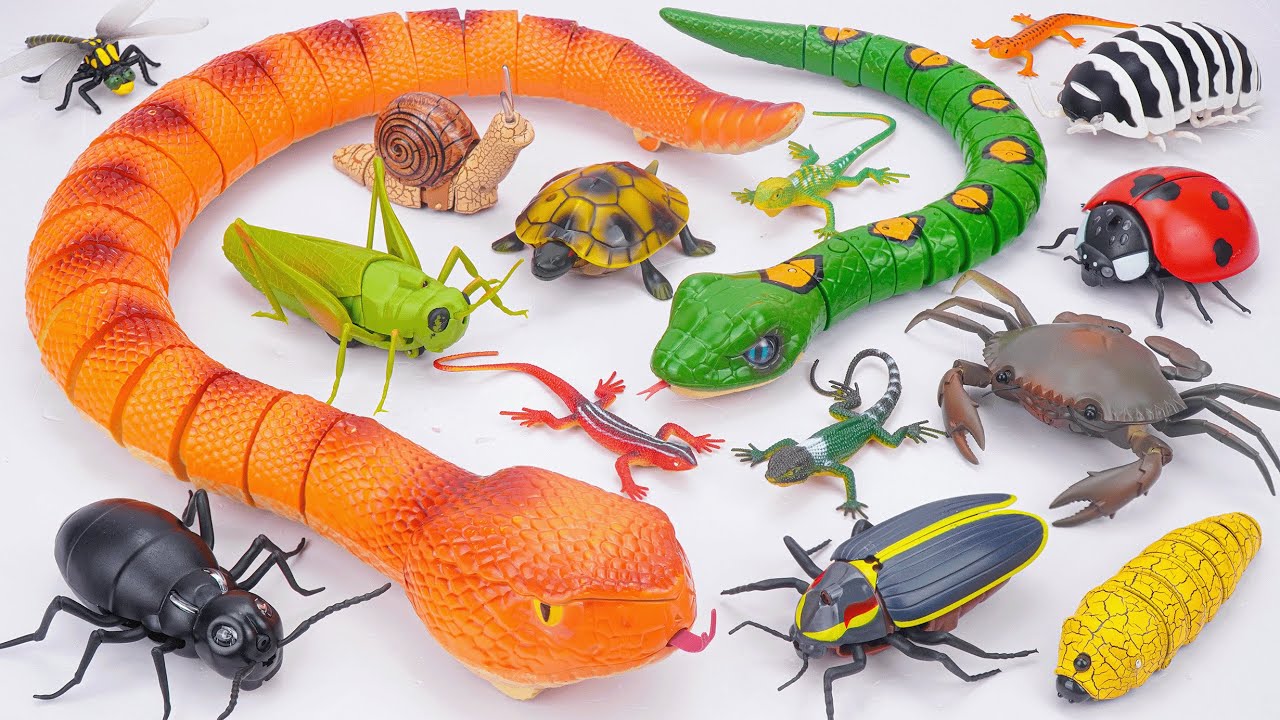 ZURU ROBO ALIVE COLLECTION | UNBOXING Robo Giant Anaconda Snake,, Robo ...