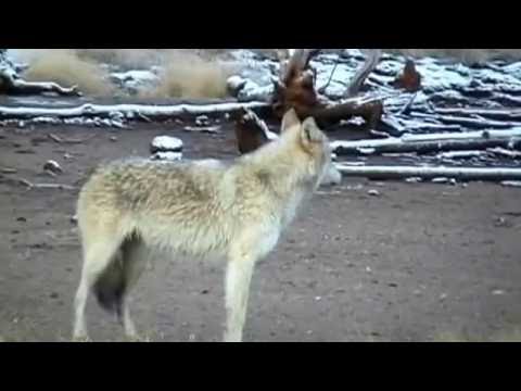 Bozkurt Uluması - Grey Wolf Howl