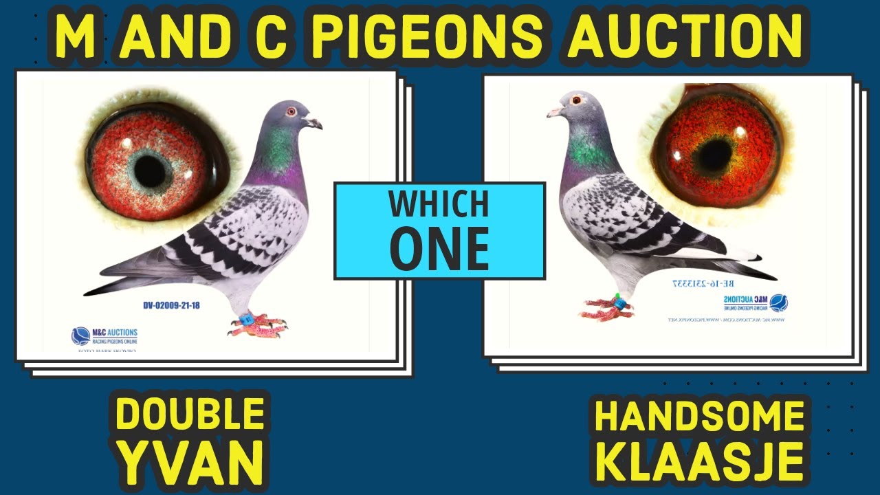 Golden Chance To Buy A Some Very Good Racing Pigeons In M And C Pigeon ...