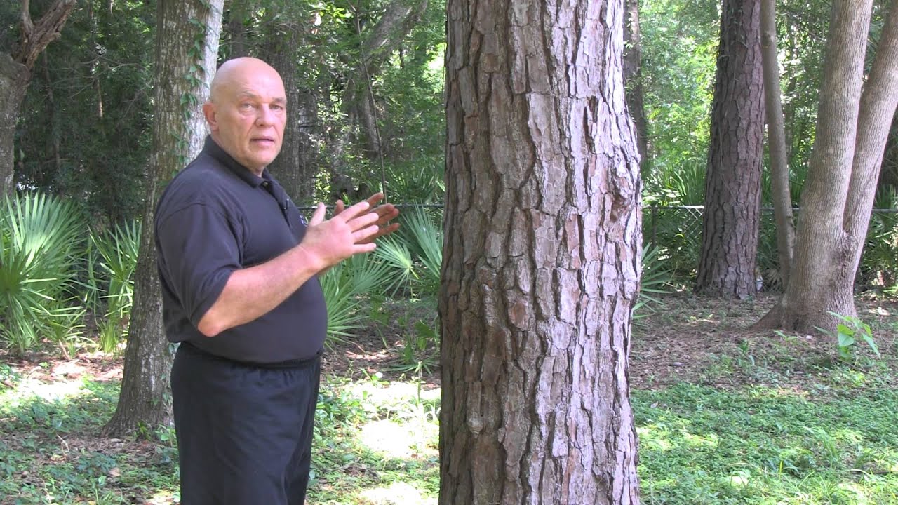 Iron Palm Tree Training - YouTube