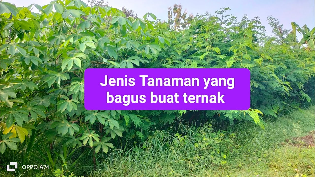 Jenis jenis pakan yang bagus buat ternak - YouTube