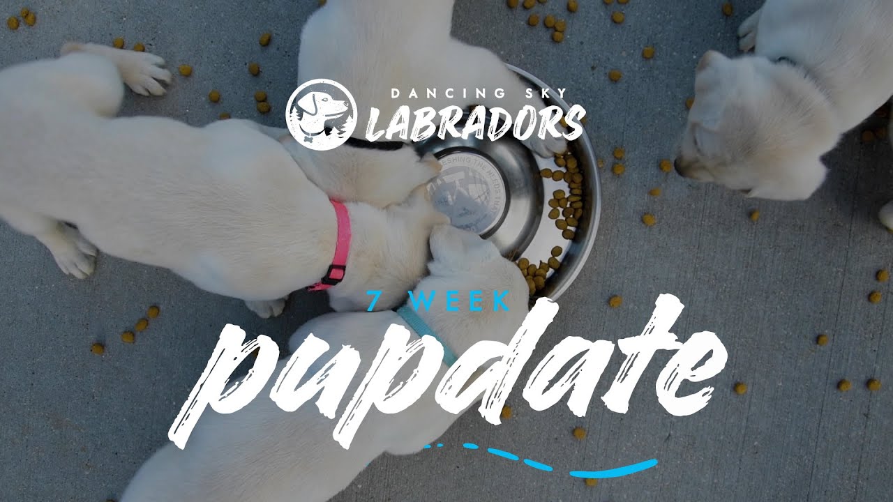 Dancing Sky Labs Puppies Week 7 Pupdate - YouTube