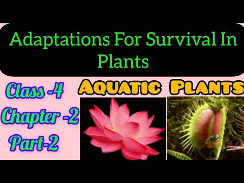 Adaptations For Survival In Plants|| Chapter -2(Part-2)|| Class -4 ...
