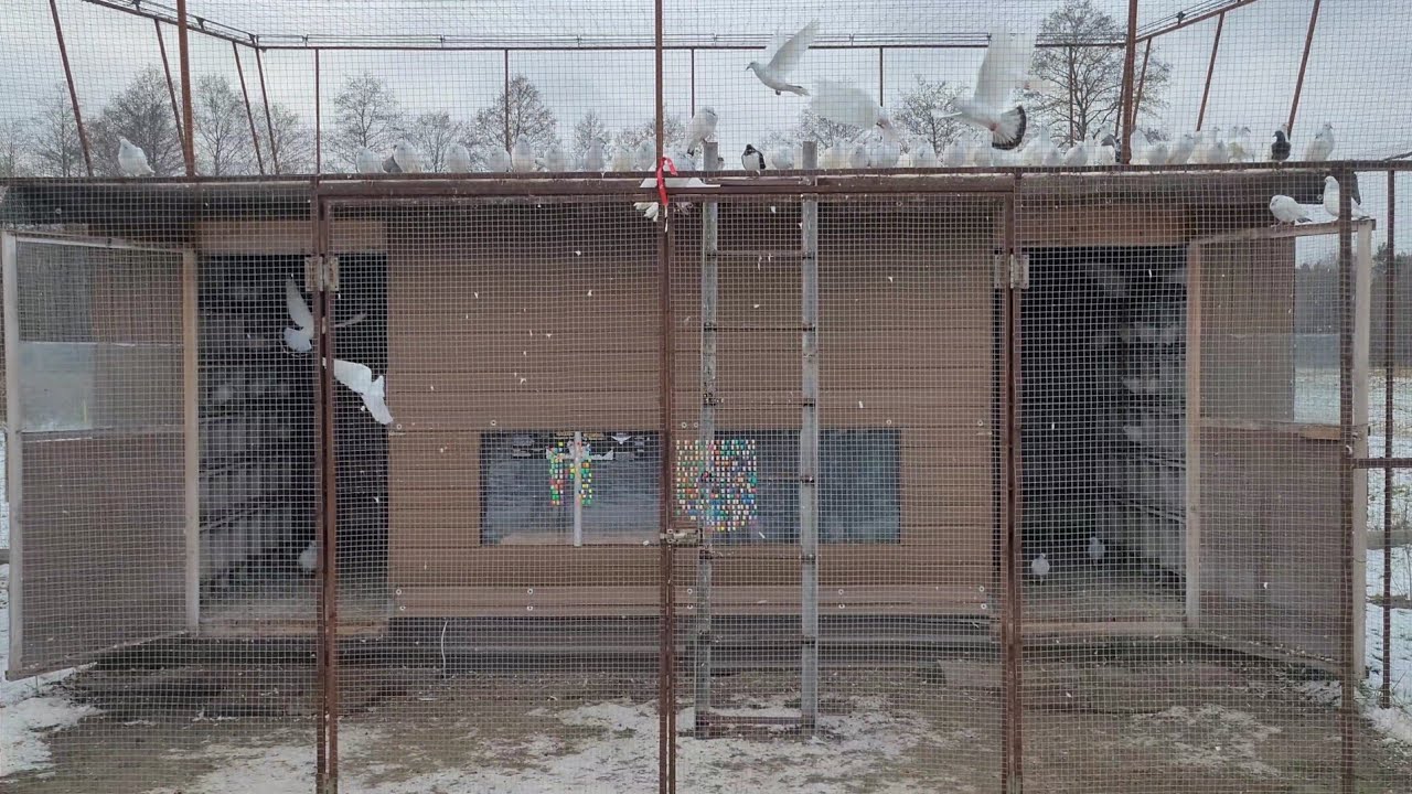 Po wystawie do Huberta 😅 Potem szybko do domu wyszfanca i toplerke ...