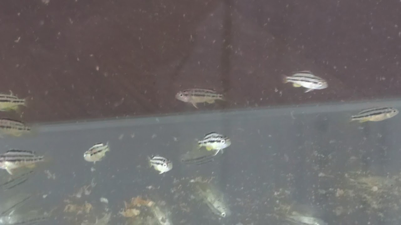 GOLDEN Mbuna (Auratus) fry development after 30 days - YouTube