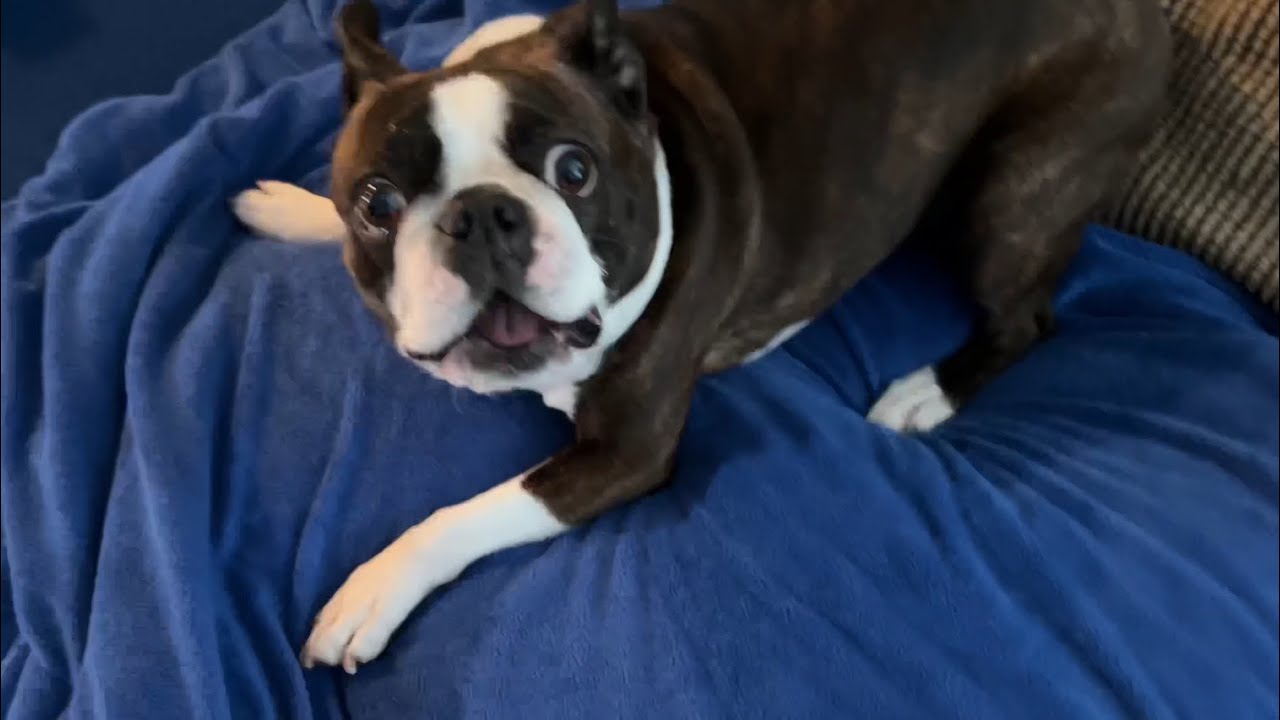 Life With A BOSTON TERRIER~Going 0 to 60 And 60 to 0 In No Time! 😂 ...