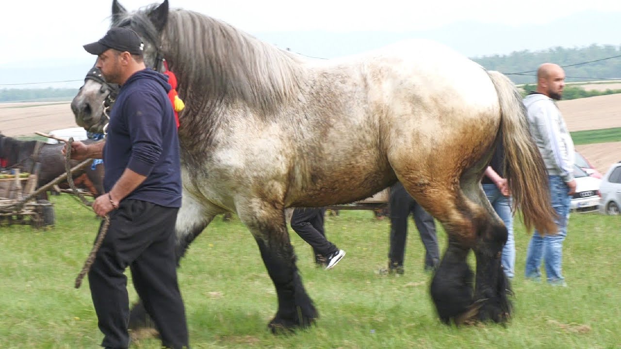 Armăsar ardenez un an jumate Marc Bogdan de la Remetea Chioarului - YouTube