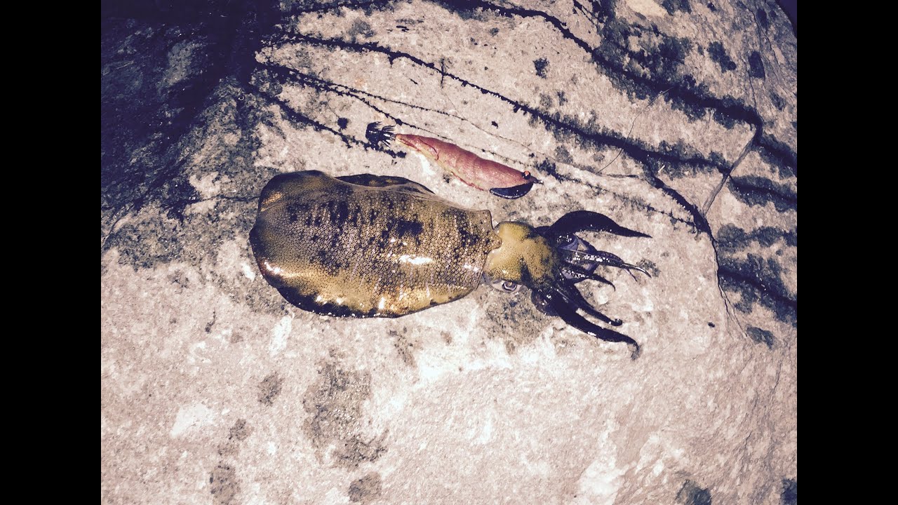 Land based Squid fishing, Redcliffe. - YouTube