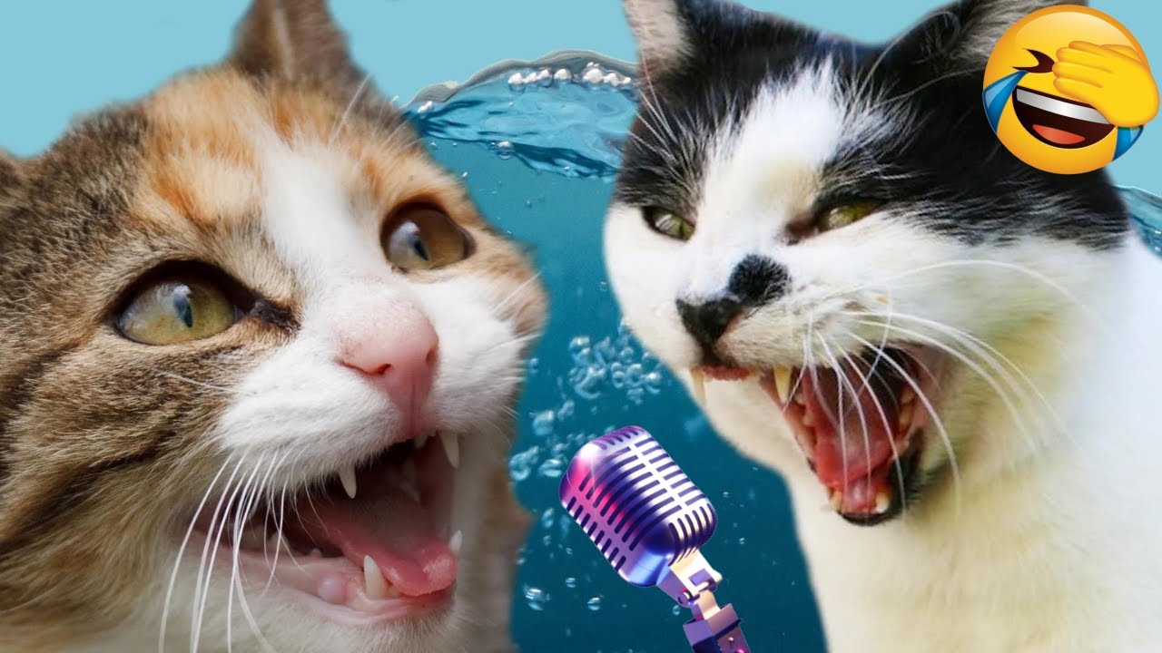 New Talking Cats 😂 Funniest Cats and Dogs Videos 😹🐶 Part 4 - YouTube