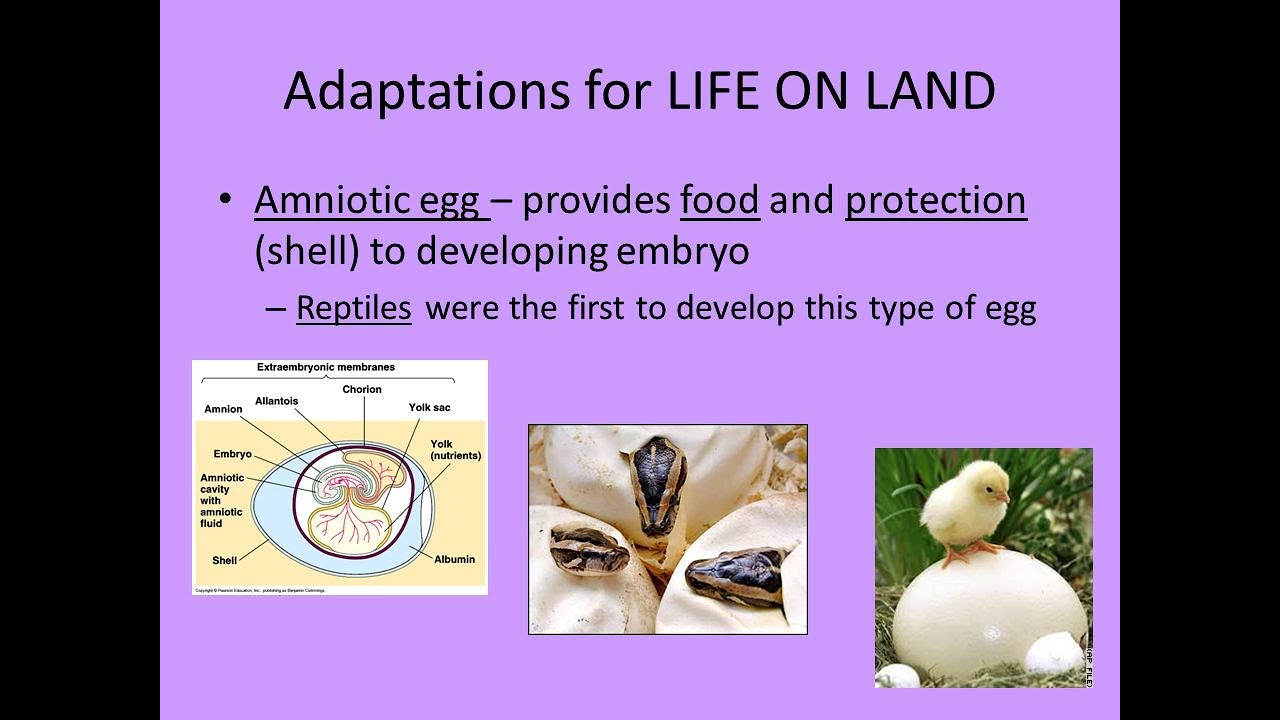 Embryonic Adaptations in Vertebrate Animals - YouTube