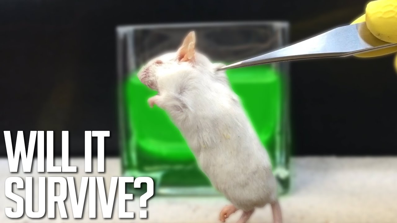 Acid Vs Mouse (Decomposition of a Mouse In Stomach Acids) - YouTube