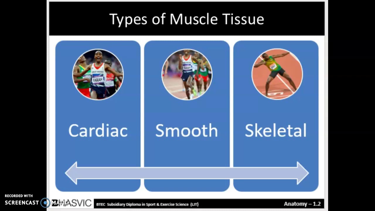 Sport science 1.2 muscular system slides 4-6 - YouTube