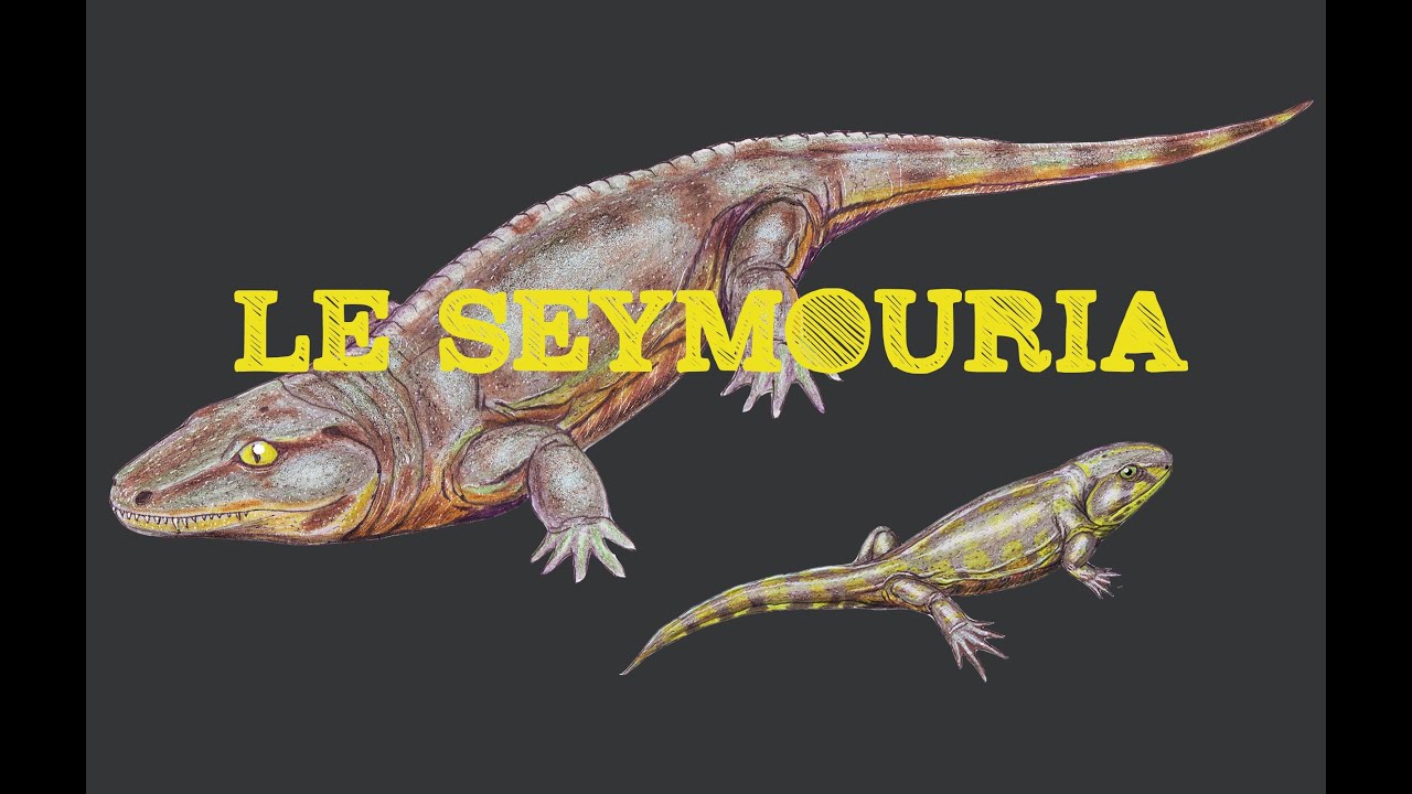 Seymouria - YouTube
