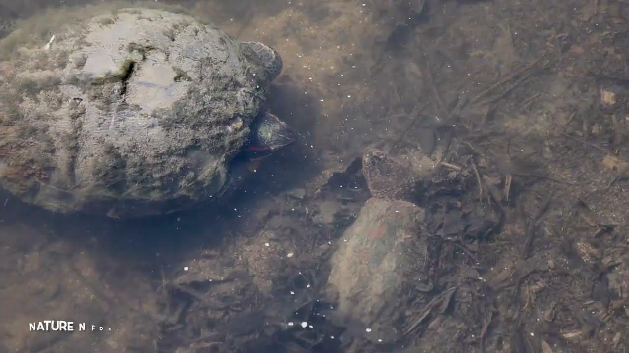 SNAPPING TURTLE HATCHLING MEETS RED-EARED SLIDER TURTLE ( WILD) - YouTube