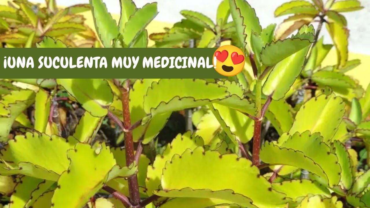 BRUJA o KALANCHOE PINNATA: cuidados básicos | ¡PLANTA MEDICINAL ...
