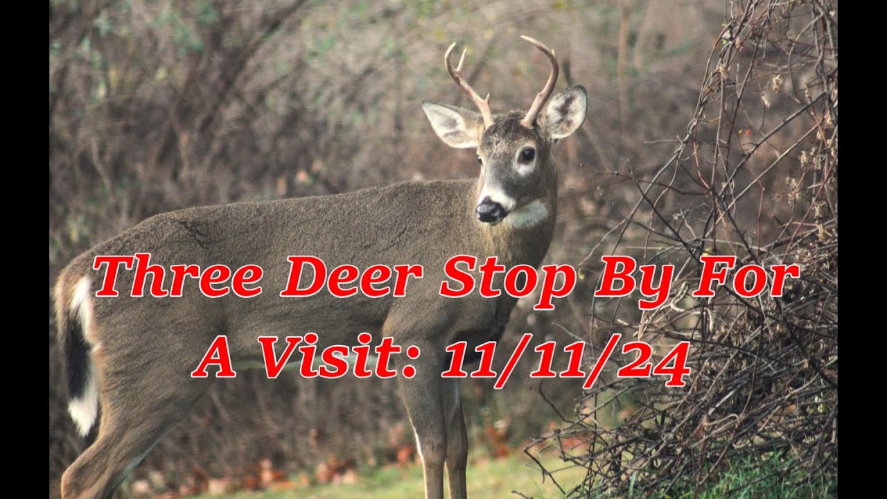 Three Deer Stop By For A Visit - YouTube