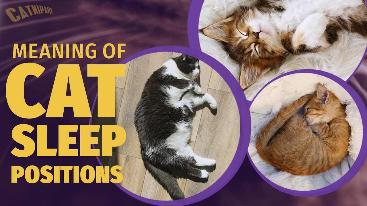 CAT SLEEP POSITIONS: Uncover Health Clues & Personality Traits ...