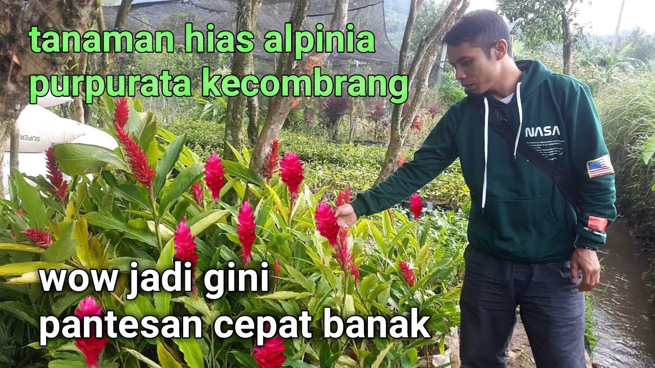 Tanaman Lengkuas Merah Alpinia purpurata / kecombrang - YouTube