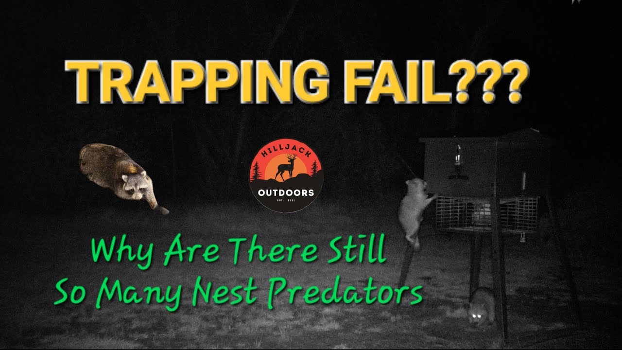 TRAPPING FAIL????? So Many Predators Left - YouTube