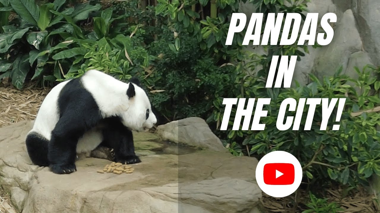 PANDAS IN SINGAPORE!!! | Zoo and River Wonders Part 2 | Amazon River ...