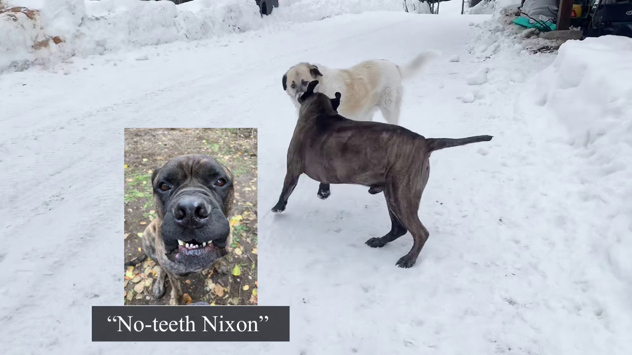 Bullmastiff vs Maremma Cross - YouTube