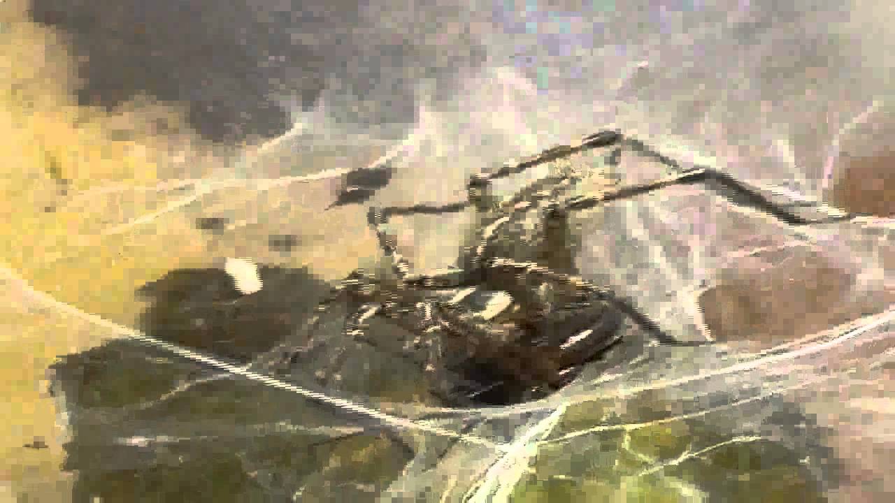 Feeding a Very Aggressive Spider - YouTube