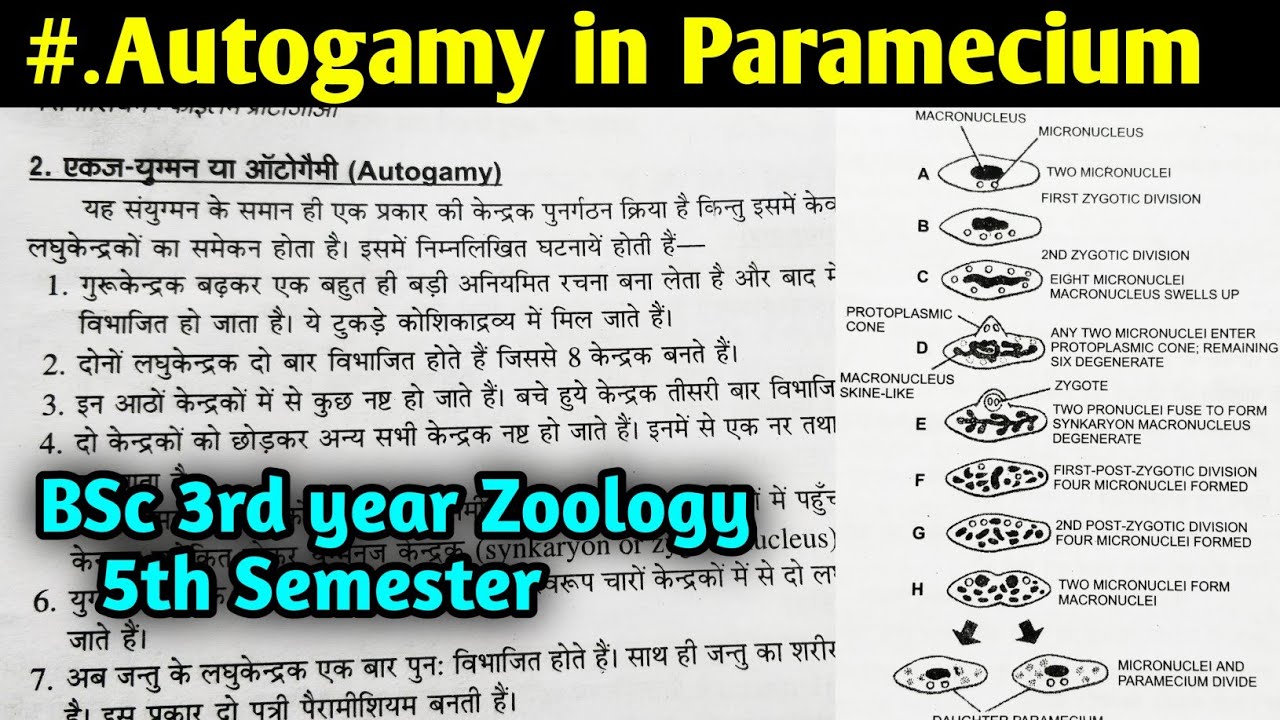 Autogamy in Paramecium || Autogamy and Endomixis in Paramecium || BSc ...