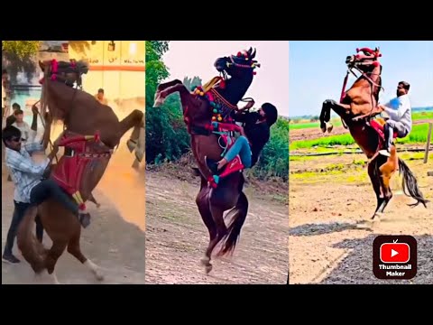 Kathiyawadi Horses video ghoda wedding horse dancing horse lovers ...