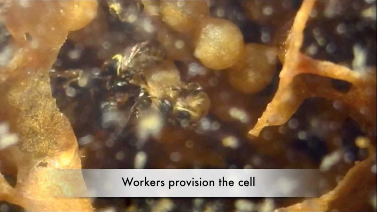 Egg Laying in the New Austroplebeia cincta Bees - YouTube