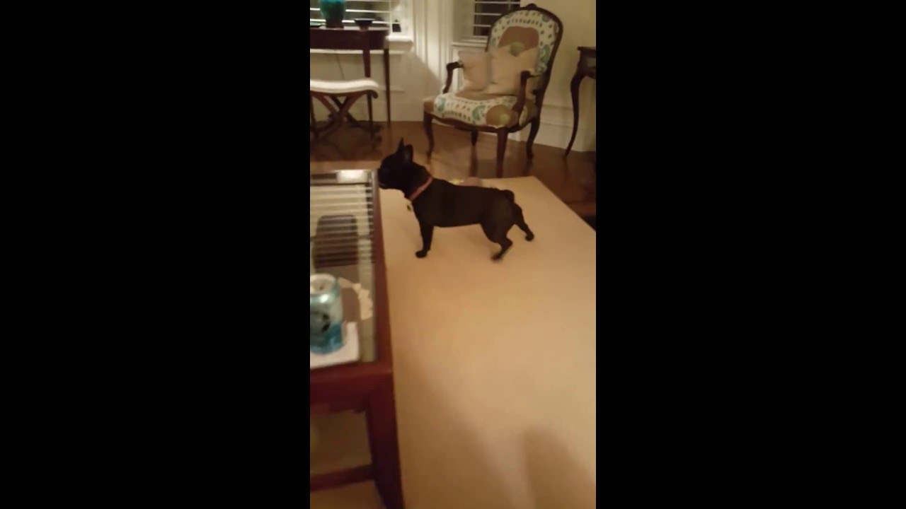 Riling Up My Sister's Adorable Dog.... - YouTube