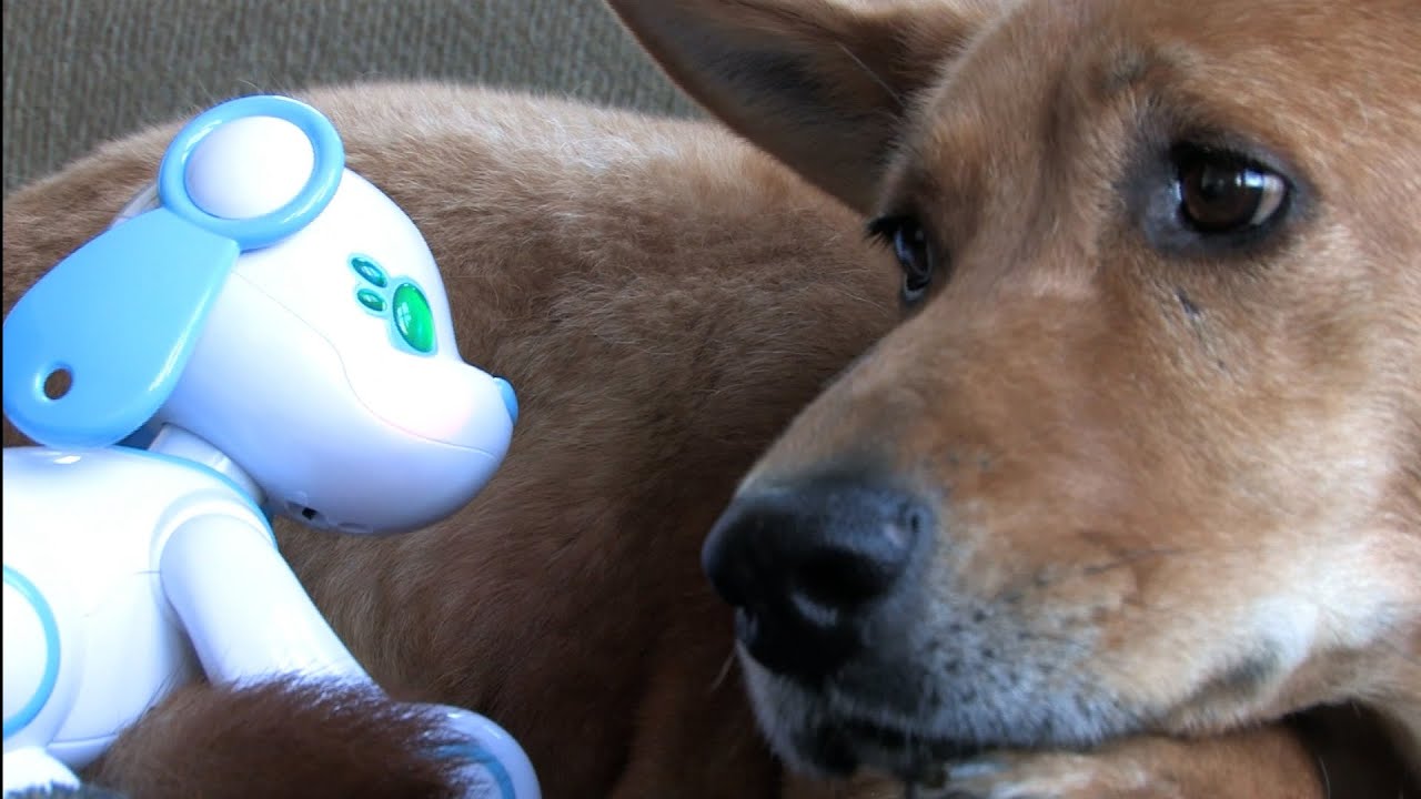 Best Nintendo DS Reviews Volume 1 by Classic Game Room - YouTube