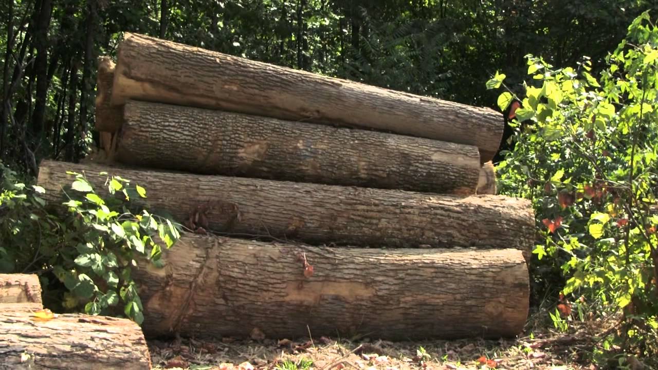 How to Sort Logs in a Log Yard | Indiana DNR - YouTube