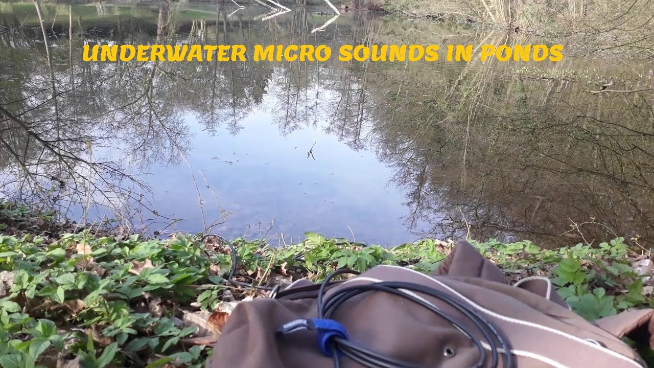 »UNDERWATER MICRO SOUNDS IN PONDS« (Clicks, Kicks, Voices & Noises) (20 ...