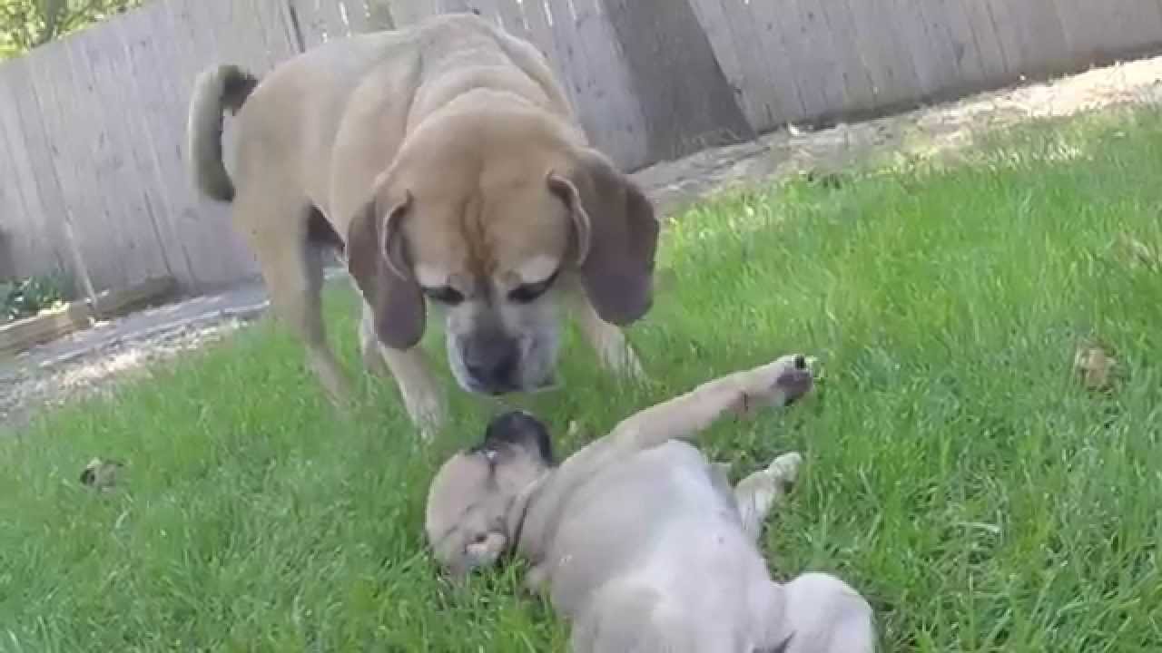 cute Pocket Puggle puppy at eight weeks - YouTube