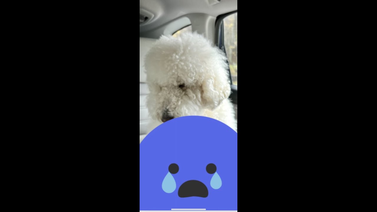 A BEAR was BEHEADED by a POODLE I Sweet Sawol - YouTube
