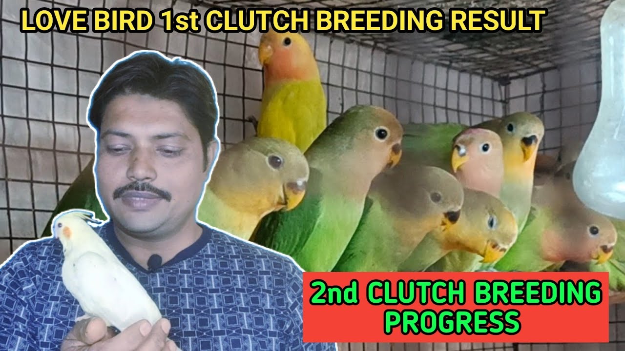 LOVE BIRD 1ST CLUTCH BREEDING RESULT | 2nd Clutch Breeding Progress ...