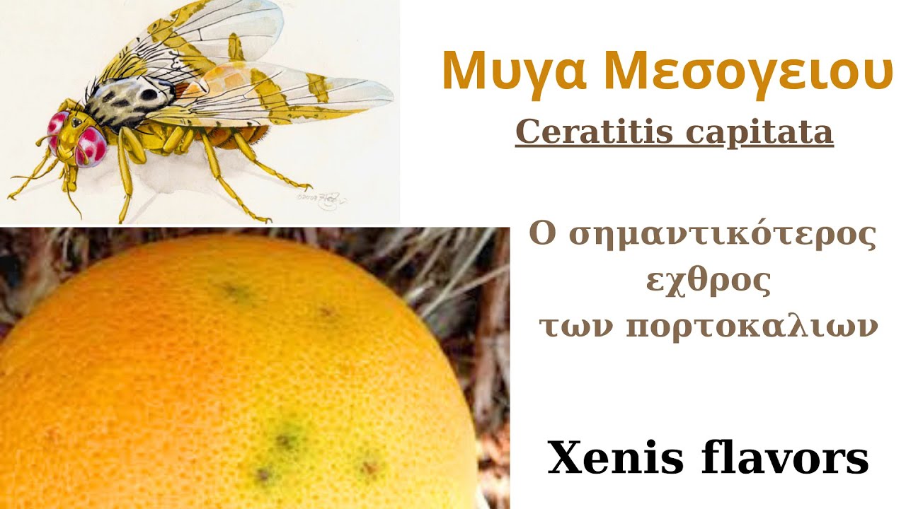 ΜΥΓΑ ΜΕΣΟΓΕΙΟΥ! Ο ΕΧΘΡΟΣ ΤΩΝ ΠΟΡΤΟΚΑΛΙΩΝ! ΣΥΜΠΤΩΜΑΤΑ,ΒΙΟΛ.ΚΥΚΛΟΣ ...