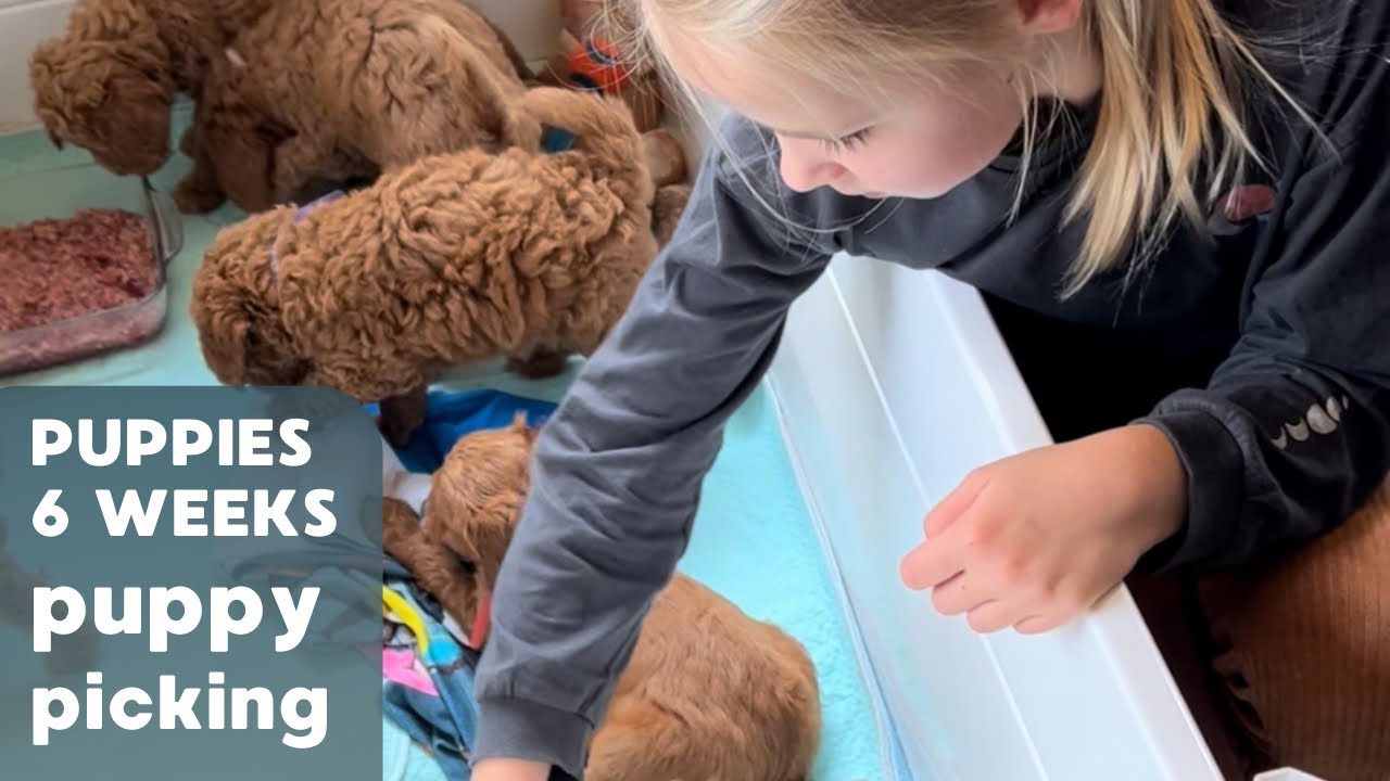 More PUPPY picking! How to choose a puppy? - YouTube