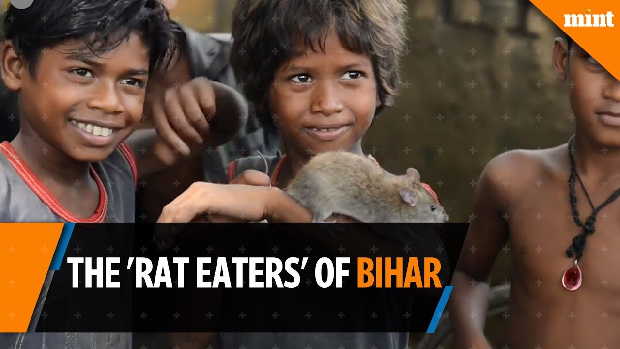 The 'Rat Eaters' of Bihar: India's poorest people? - YouTube