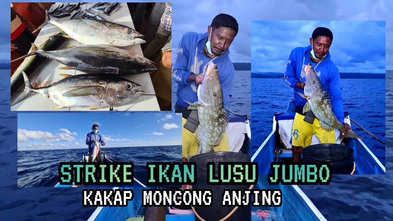 STRIKE lagi dapat ikan LUSU jumbo (kakap moncong babi )🎏🎣🐟🐟🐟🐬🐬 - YouTube