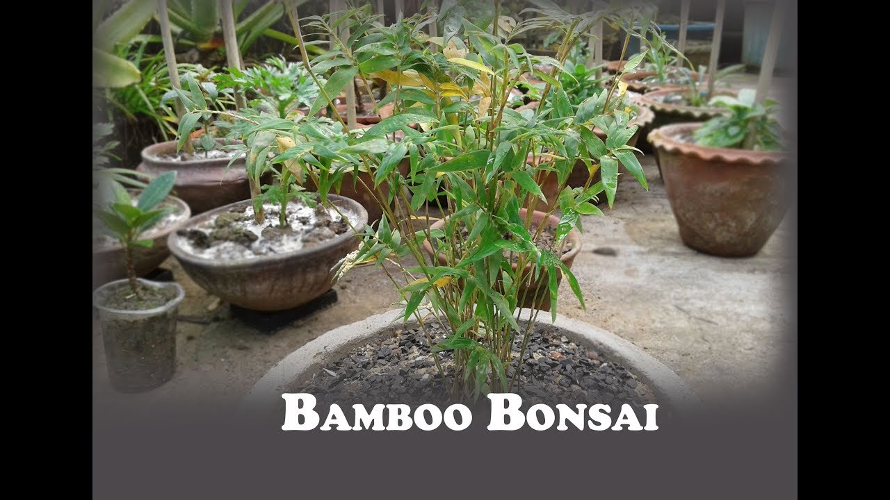 Bamboo Bonsai | How to make bonsai chinese bamboo - YouTube