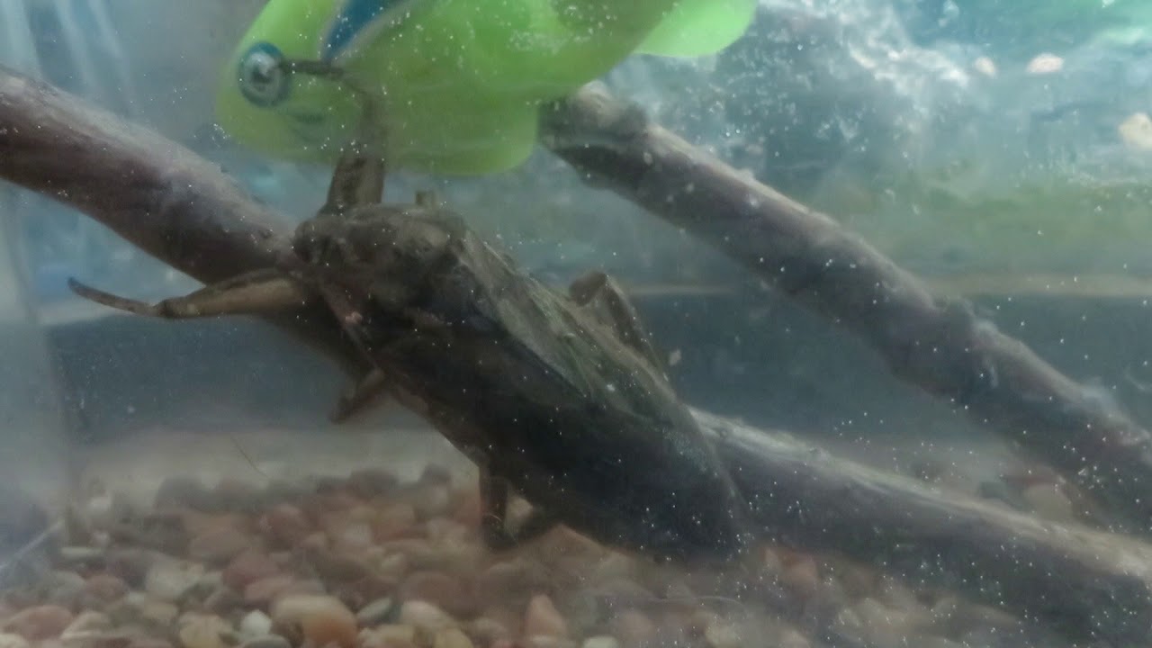 giant water bug vs robot fish - YouTube