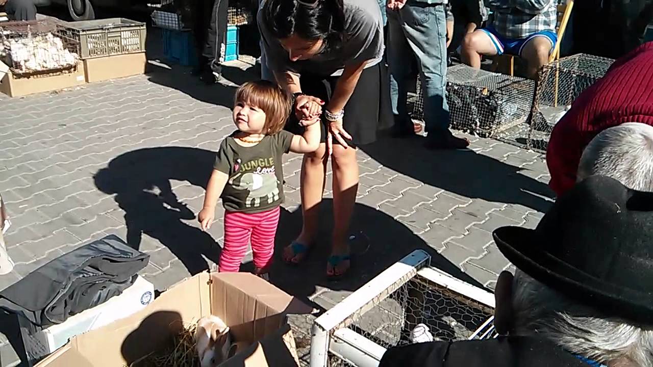 zoe la piata de animale din Arad - YouTube