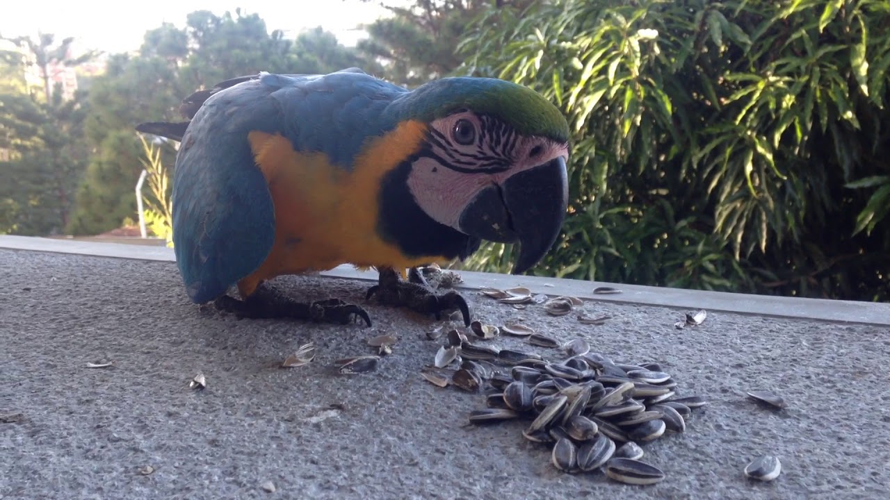 Baby macaw - YouTube