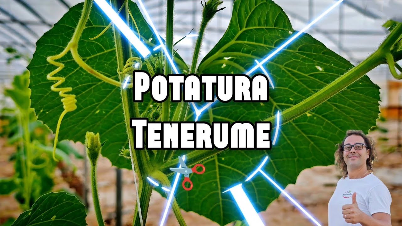 Guida prima spollonatura e defogliazione Tenerume Prime fasi ...