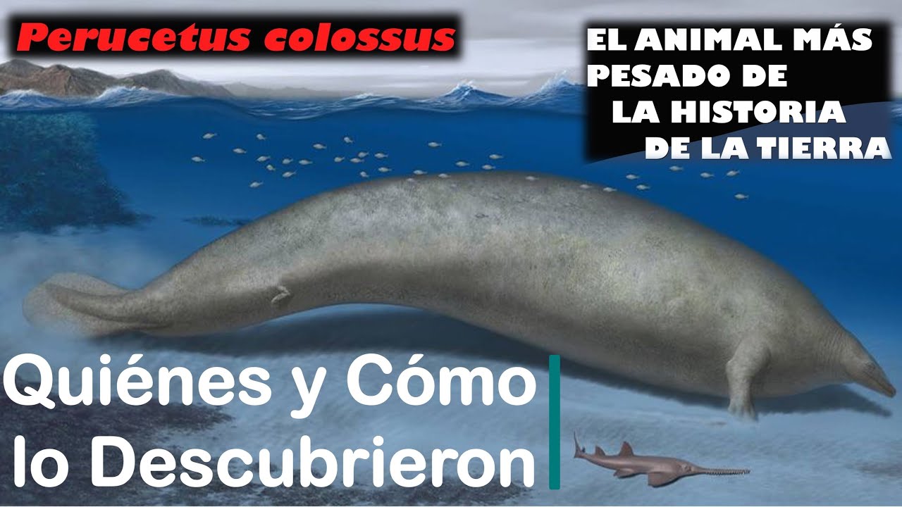 Perucetus Colossus: Quiénes y Cómo se Descubrió el Animal Más Pesado de ...