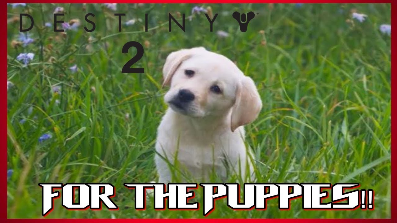 Destiny 2 Live - For the Puppies!!! Full HD 1080p - YouTube