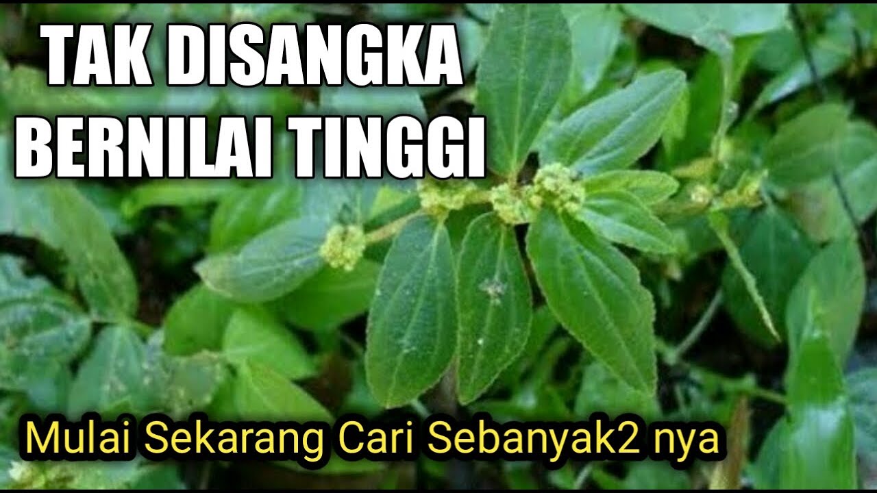 Manfaat Daun Patikan Kebo Untuk Kesehatan - YouTube