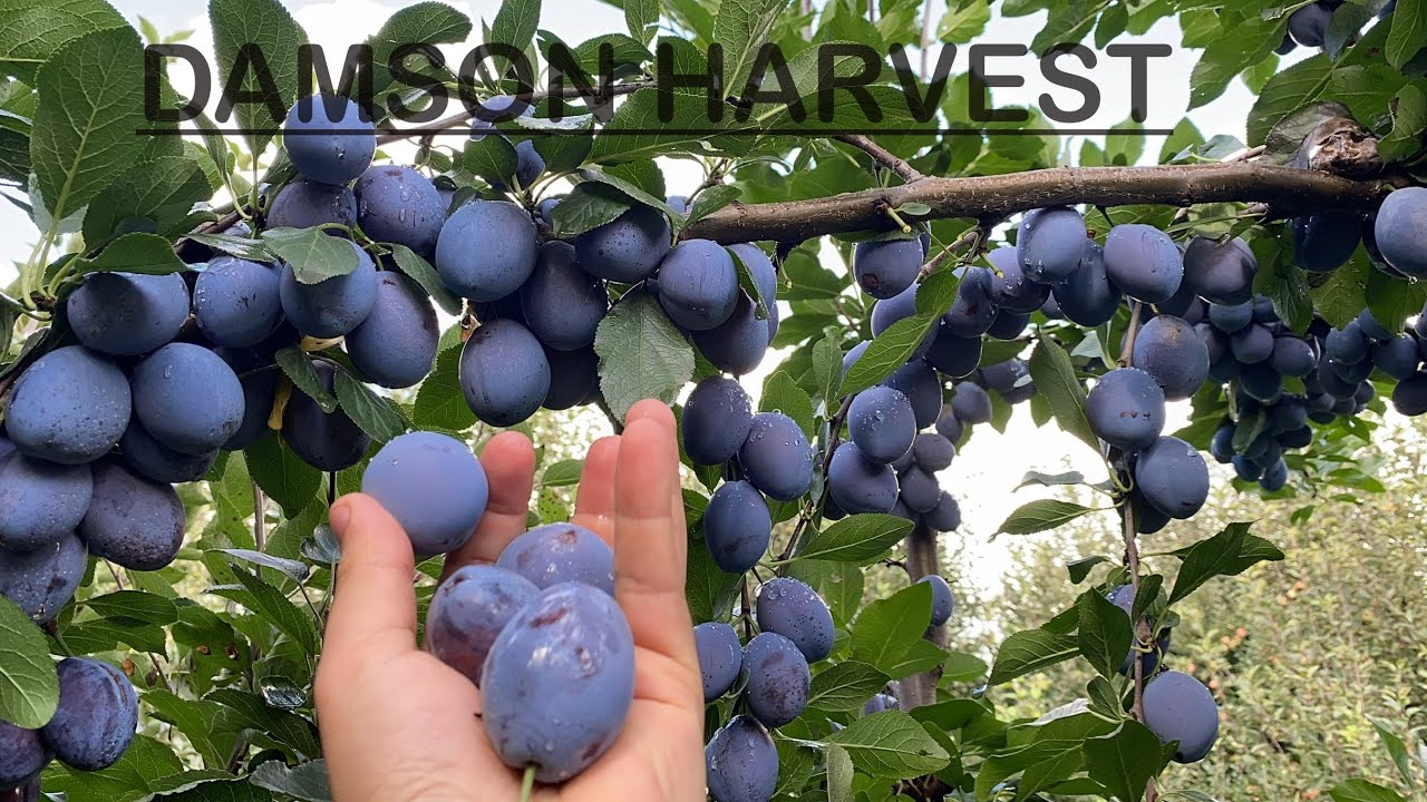 Damson Fruit Harvest 😮 | Our Farm - YouTube